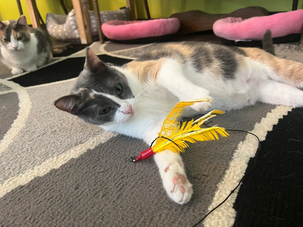 O’Malley Alley Cat Rescue - Cat Rescue in Tyler, Texas